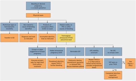 Preconception Care And Pregnancy Amboss Rotation Prep