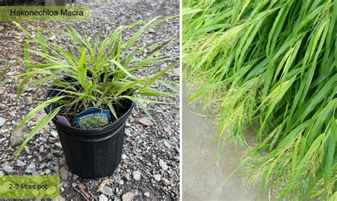 Hakonechloa Macra Japanese Forest Grass Hakone Grass Garden