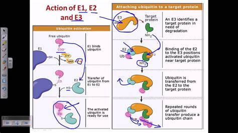 Ubiquitin And Polyubiquitination Youtube