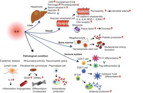 Il 6 Signaling Pathway Finetest Elisa Kit Finetest Antibody Finetest®
