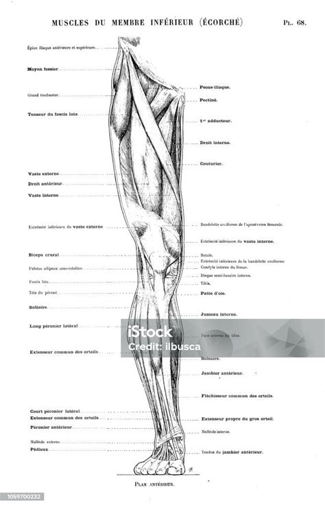 고 대 프랑스 예술 책에서 인체 해부학의 그림 다리와 발 근육 무릎에 대한 스톡 벡터 아트 및 기타 이미지 무릎 발