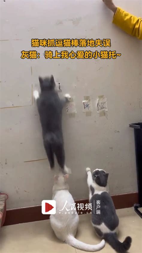 猫咪抓逗猫棒落地失误 灰猫骑上我心爱的小猫托 腾讯新闻