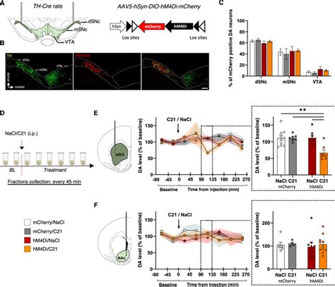 Chemogenetic Inhibition Of The Snc Da Neurons Induces Selective