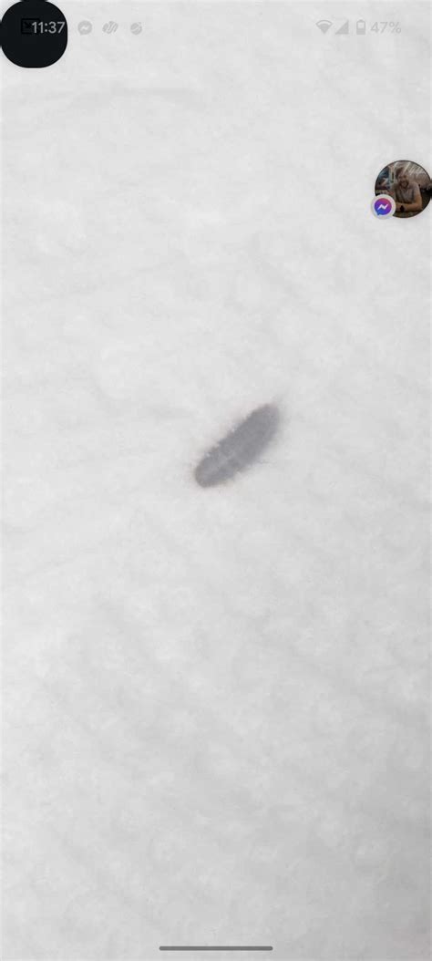 Bug Found In Bathroom Rbugidentification