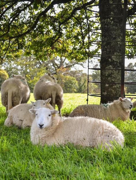 Premium Photo Sheep Grazing On Grass