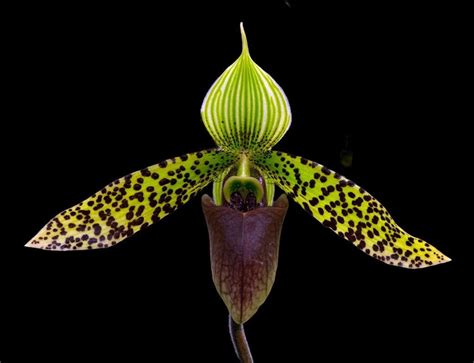 Paph Love Song Sukhakulii X Acmodontum 2” Pot Everything Orchids