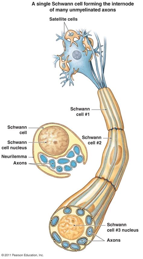 Internode Neuron