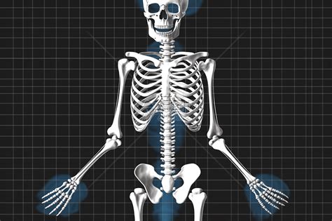 人体骨架插画图片下载 正版图片600073599 摄图网