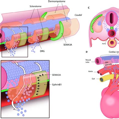 Pathway Of Catecholamine Biosynthesis Synthesis Of Epinephrine And Download Scientific Diagram