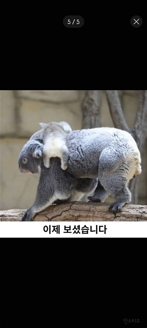 아기 코알라 궁둥이 본 사람  인스티즈 Instiz 이슈 카테고리