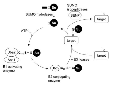 The Sumo Pathway All Sumo Isoforms Are Synthetized As A Precursor