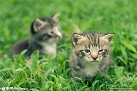 猫咪摄影图 家禽家畜 生物世界 摄影图库 昵图网