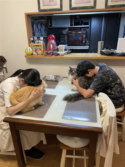 ネコランド on Twitter 帰宅したら親子喧嘩してたのでクールダウンで猫吸わせておきました https t co