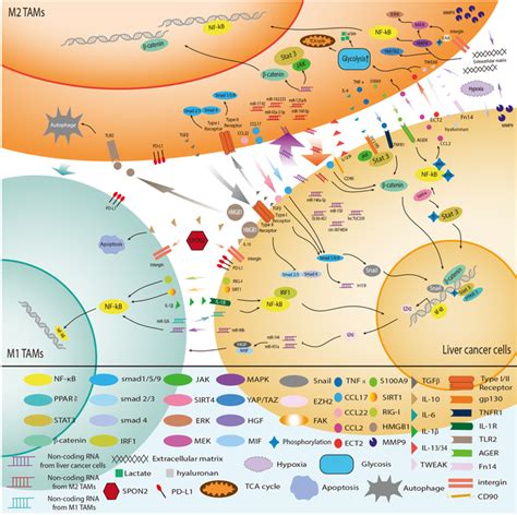 Crosstalk Between Tams And Liver Cancer Cells An Extensive And