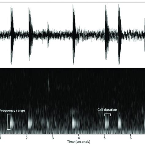 Oscillogram A And Spectrogram B Of Nine Typical Male P Kundagungan Download Scientific