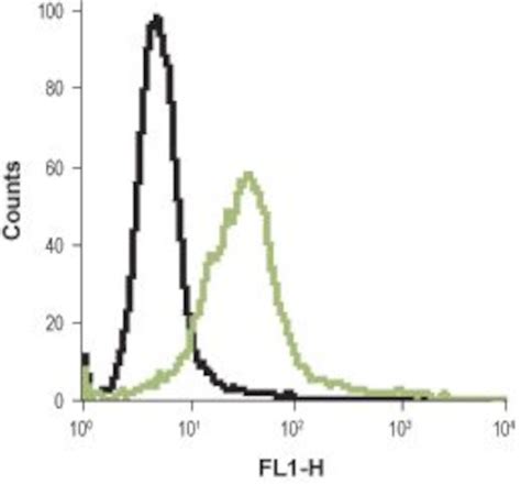 Histamine H2 Receptor Hrh2 Extracellular Polyclonal Antibody Ahr