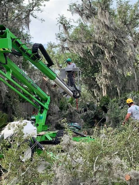 Mccullough Tree Service In Orlando And Central Florida