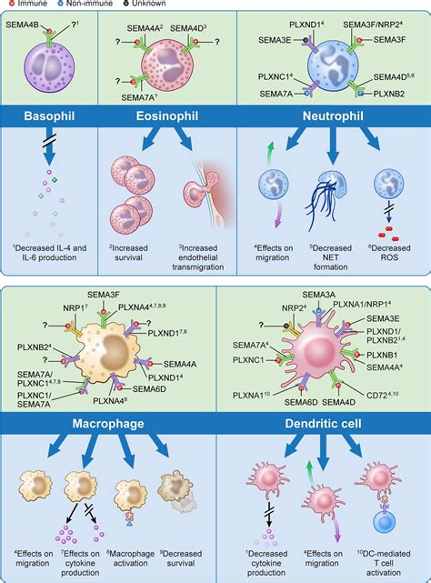 Acute And Chronic Inflammation Pathophysiological Fiveable