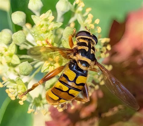 Virginia Giant Hover Fly Photograph By Thomas Parsons Pixels