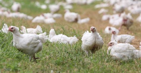 Chicken Antibiotics Perdue Farms