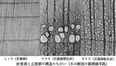 木口断面の顕微鏡写真