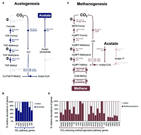 Overview Of Co 2 Reducing Acetogenesis And Methanogenesis In An