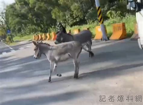 影台南街頭驚見兩隻驢子同行 網友笑稱：兒歌活起來了 民生電子報
