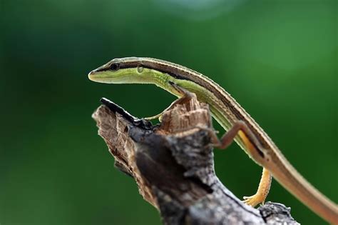 Free Photo Head Of Leaves Lizard On Wood Asian Grass Lizard