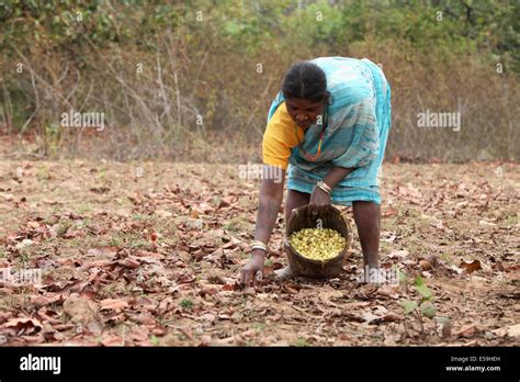 Gond Tribal Woman Collecting Mahua Flowers In A Bamboo Basket