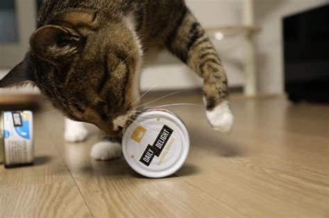 고양이캔 데일리딜라이트 음수량 늘리는 고양이습식캔 네이버 블로그 고양이캔 데일리딜라이트 음수량 늘리는 고양이습식캔 네이버 블로그