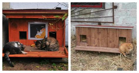 Tiny Cat Home Feature Catlov