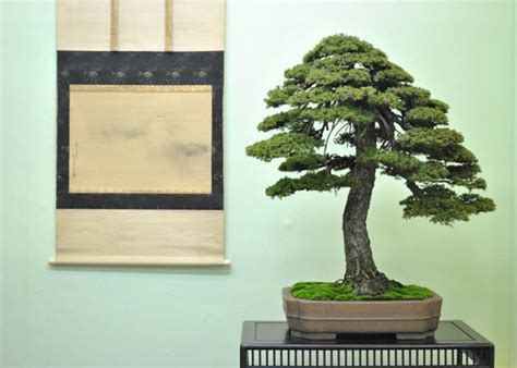 Care Guide For The Spruce Bonsai Tree Picea Bonsai Empire