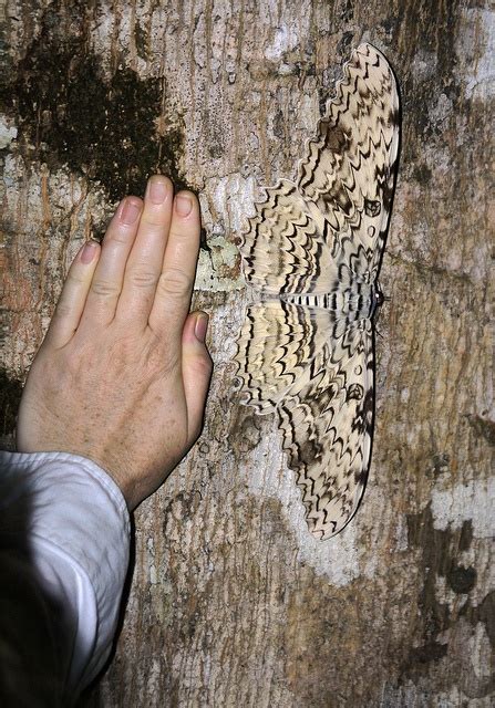 White Witch Moth Thysania Agrippina Moth Beautiful Butterflies
