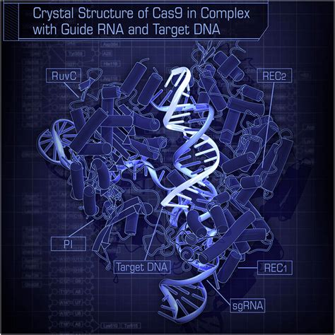 寻祖Cas9和Cas12张锋团队揭示一类极具潜力的新型基因编辑工具 IscB