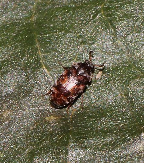 Trogoderma Bugguidenet