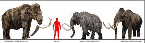Mammuthus Woolly Mammoth Dinosaurs Pictures And Facts