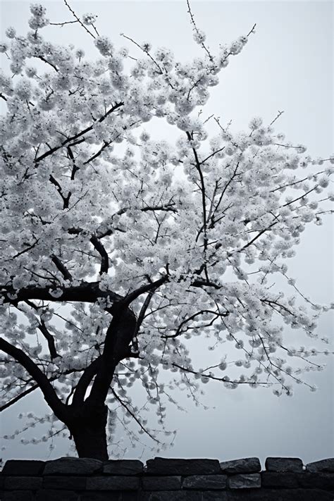 벚꽃 나무 3d 모형 배경 배경 화면 및 일러스트 무료 다운로드 Pngtree