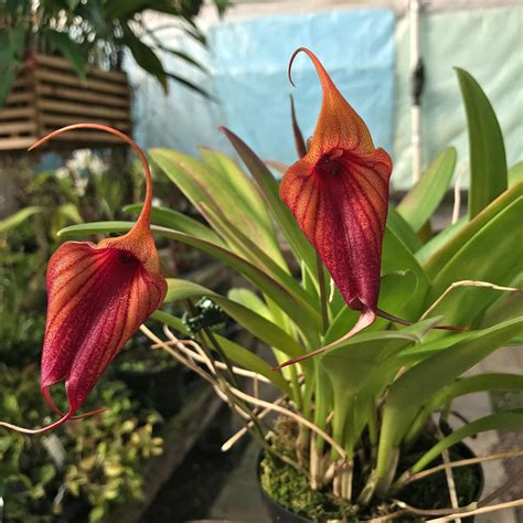 10 Popular Types Of Masdevallia Orchid Pictorial Guide