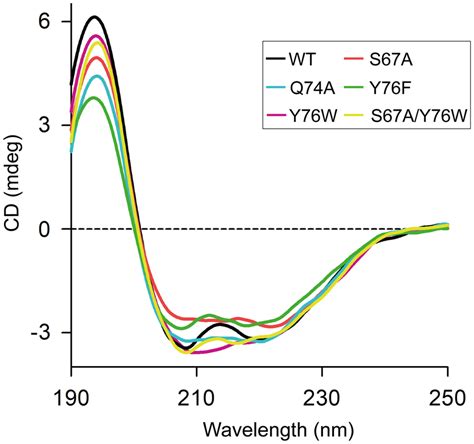 Far‐uv Cd Spectra Of Spgrx4 Wt And Mutants At 4 °c Download