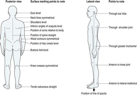 Musculoskeletal Assessment Musculoskeletal Key Human Body Systems