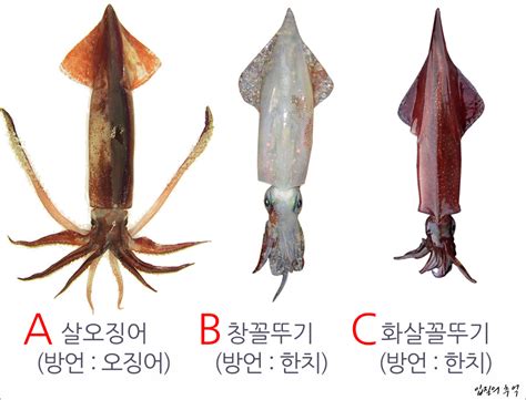 오징어 도감 이야기 오징어와 한치 갑오징어의 진짜 이름 네이버 블로그