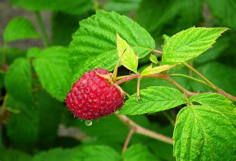 Red Raspberry Leaf Benefits And Uses Natures Herbal Remedy