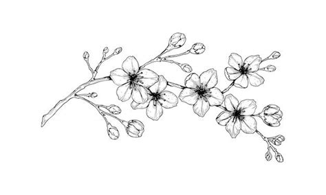 Ramo de flor de cerejeira desenhado à mão Vetor Premium Arte tinta