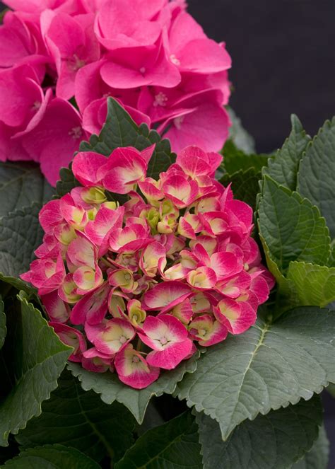 Cityline® Paris Bigleaf Hydrangea Hydrangea Macrophylla Proven