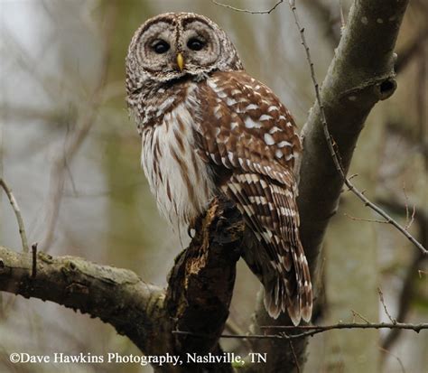 Barred Owl State Of Tennessee Wildlife Resources Agency
