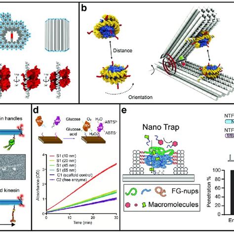 Regulating Lipid Membranes With Dna Origami Structures A Frame Guided