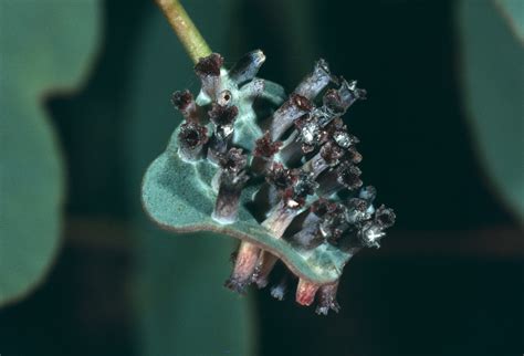 Apiomorpha Gall Former