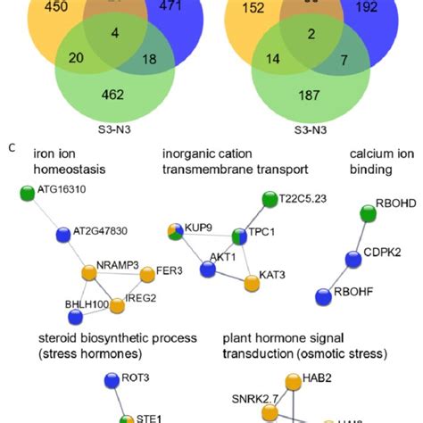Variation In The Extent Of Parallelism Among Particular Morphological