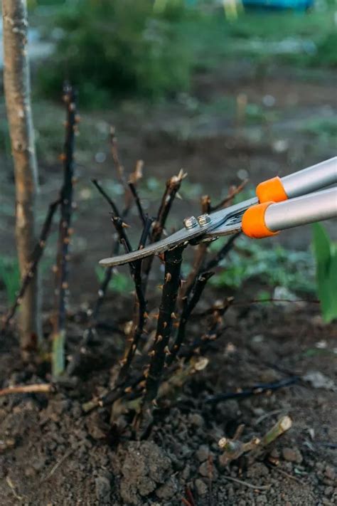 How To Prune Roses Without Killing Them Hunker When To Prune Roses