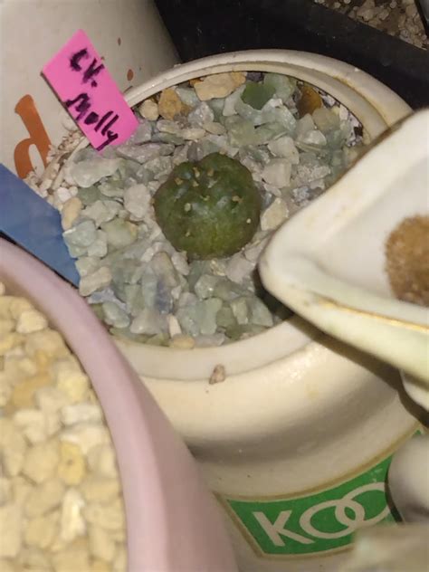 Lophophora Cultivar Molly Mdma Rpeyote